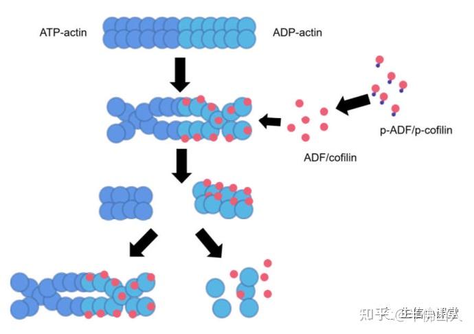 丝切蛋白，癌症研究中的新宠 - 知乎