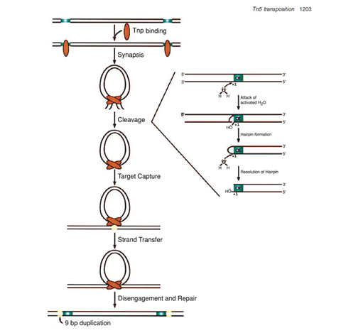MNase-seq,ATAC-seq,DNase-seq - 知乎