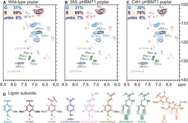 【Plant Physiol】pHBMT1（一种BAHD家族木质素单酰基转移酶）可介导杨树中木质素的酰化 - 知乎