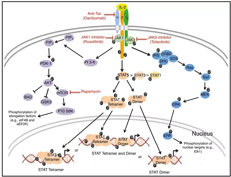 IL2RA，免疫治疗领域的潜力股 - 知乎