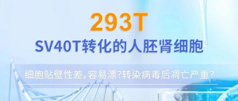 细胞学堂|293T细胞贴壁性差，容易漂？转染病毒后凋亡严重？293T培养诀窍盘点！ - 知乎