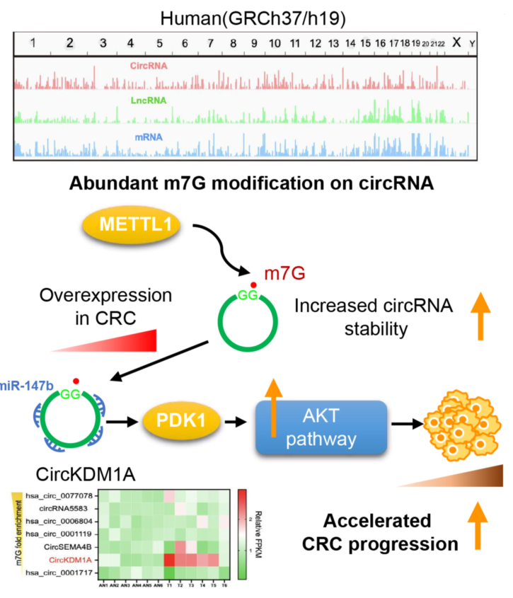 又一用户文章Molecular CancerIF=27.7 | m7G修饰的circRNA在结直肠癌发展中的调控机制 - 知乎