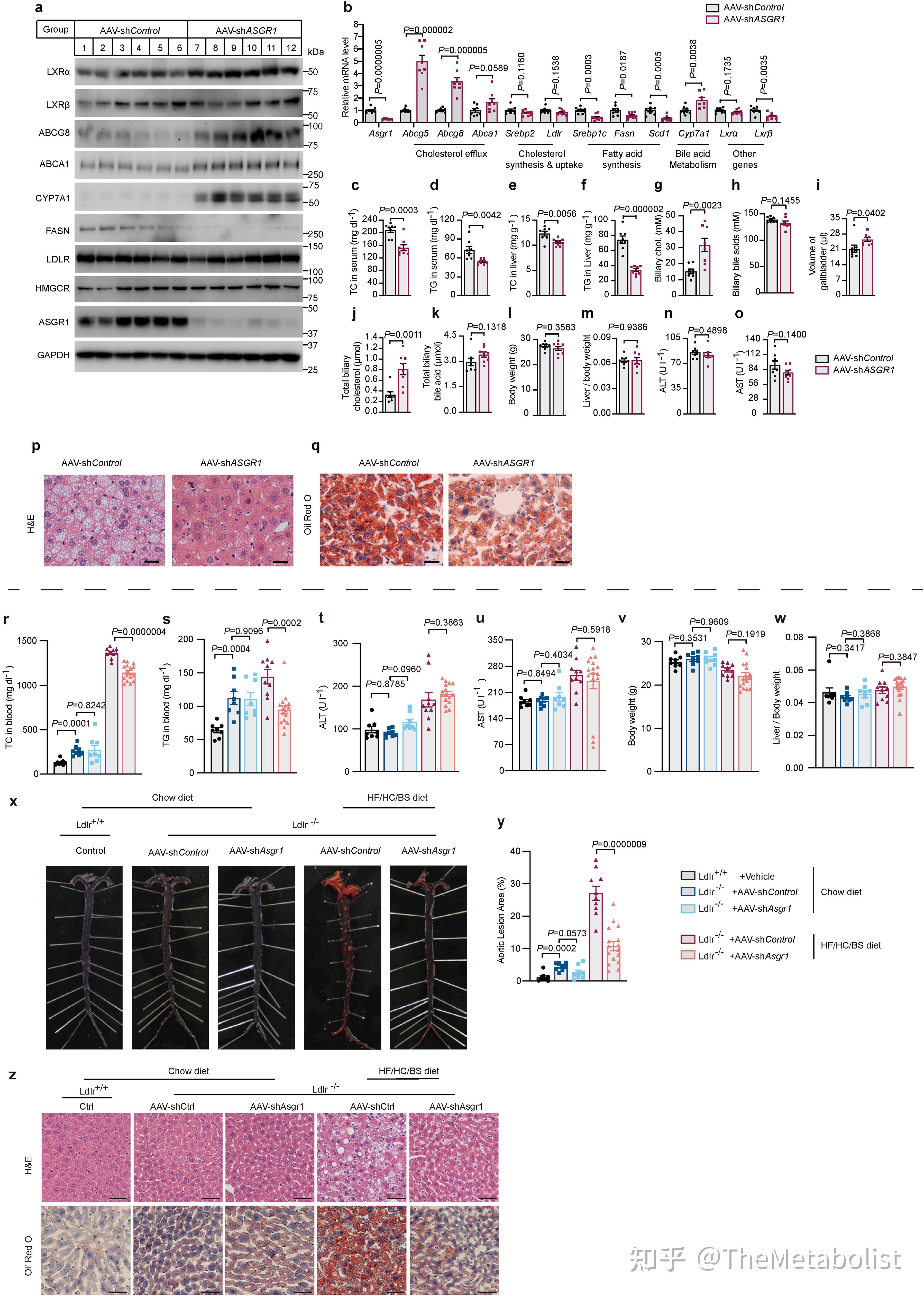代谢学人--Nature: 驱逐胆固醇，Asgr1有奇效！ - 知乎