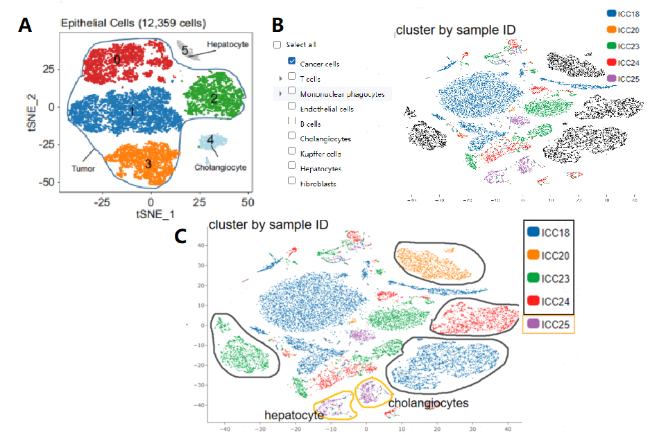 SynEcoSys数据库公共数据挖掘专题（二）：复现经典的单细胞图谱构建和深入分析过程 - 知乎