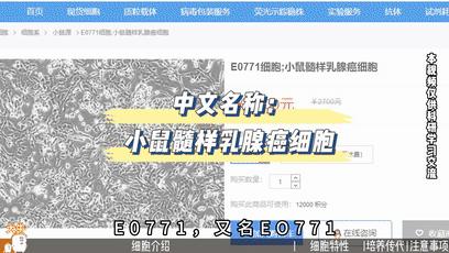 E0771细胞培养，小鼠髓样乳腺癌细胞培养攻略 - 丰晖生物 - 知乎