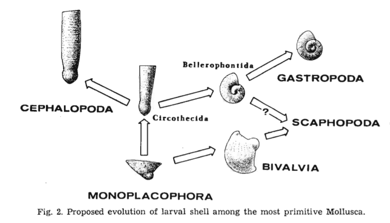 头足纲小传（29）瑕光微明：头足纲的起源，奈特氏锥 Knightoconus - 知乎