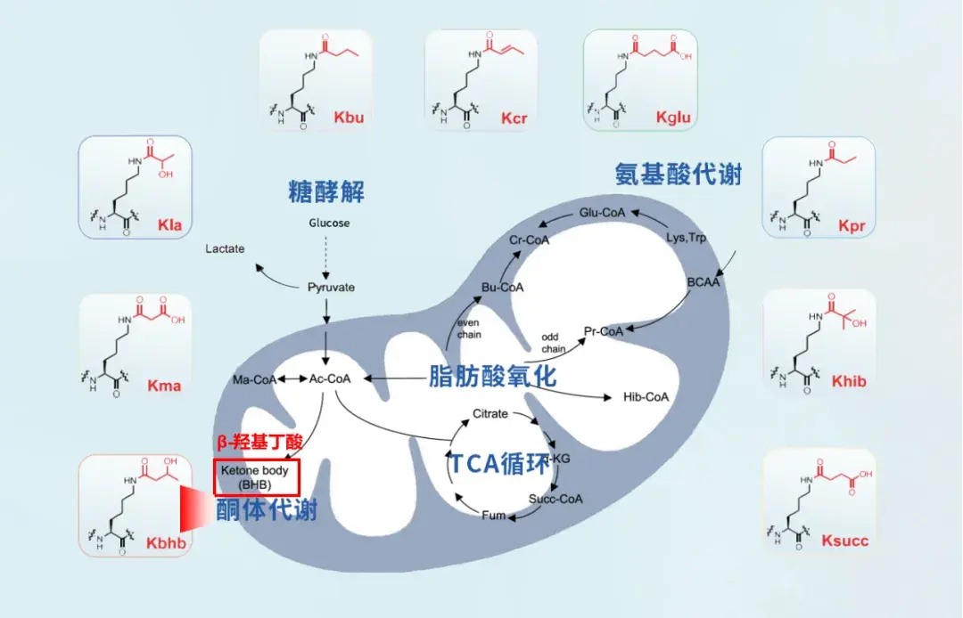 新型修饰大揭秘 ② | 酮体代谢破局点：β-羟基丁酰化 - 知乎