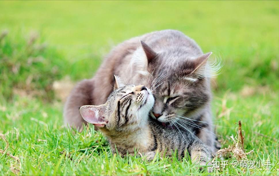 猫咪发情,母猫会挑选什么样的公猫交配呢? 知乎