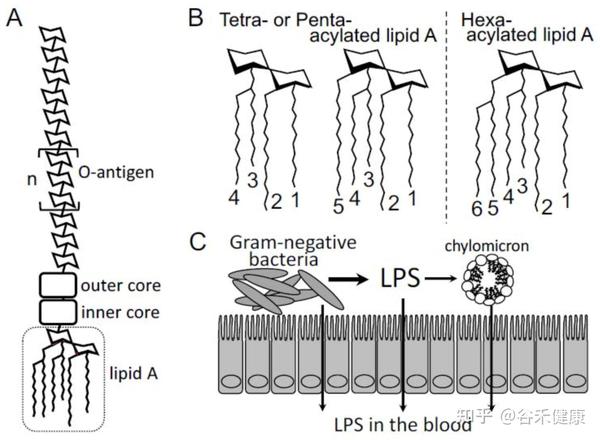 心血管疾病治疗新靶点 - 知乎