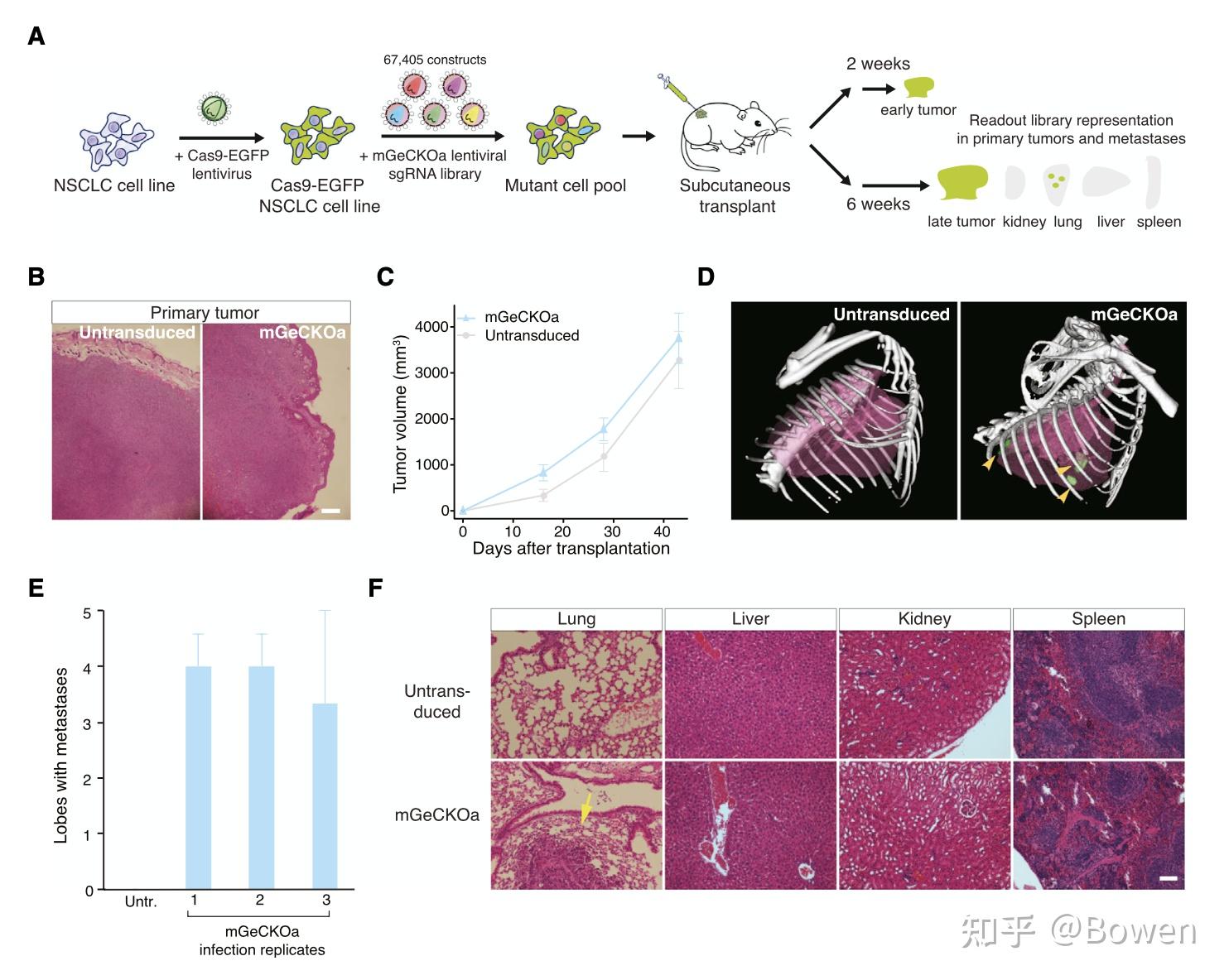 CRISPR-Cas9 Screen技术 - 知乎