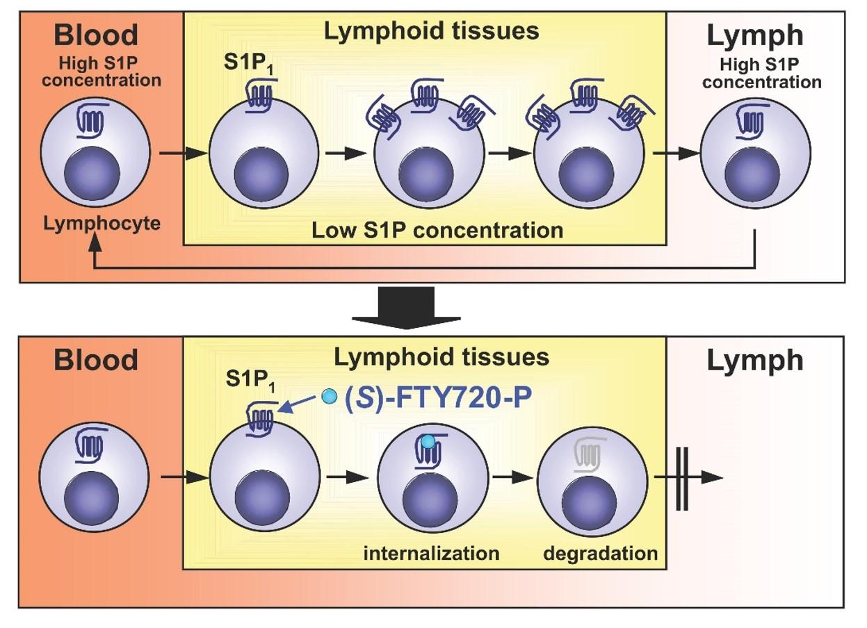 现代医药典范——芬戈莫德 发现与改进之路【新冠感染免疫损伤之潜在有效药物巡礼】 - 知乎