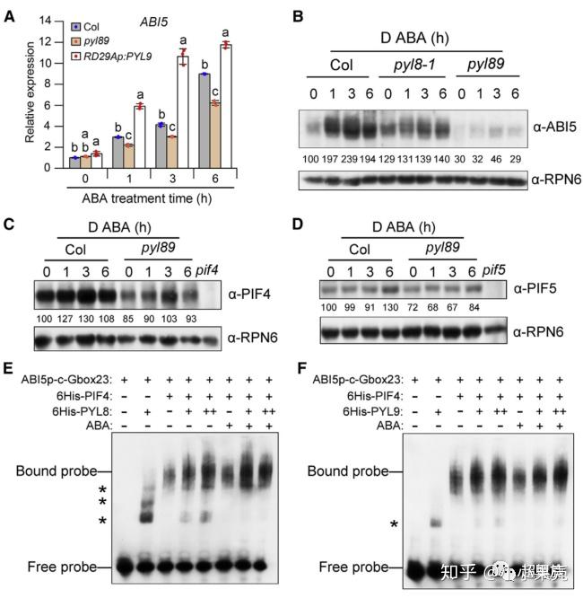 PIFs参与黑暗条件下ABA信号通路的分子机制 - 知乎