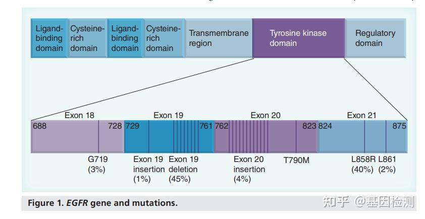 罕见/不常见的EGFR突变 - 知乎