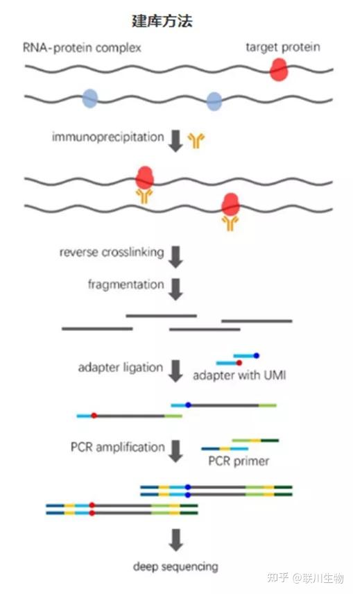 超详细RIP实验流程|RIP专题 - 知乎