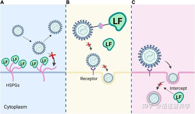 功能营养篇-乳铁蛋白（lf） - 知乎
