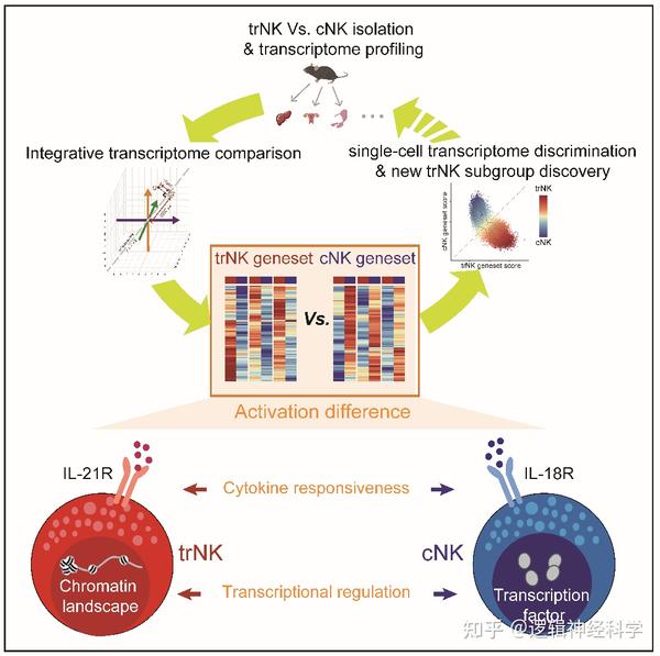 iScience | 北京大学钟超团队揭示组织驻留NK细胞和经典NK细胞的区分与活化差异 - 知乎