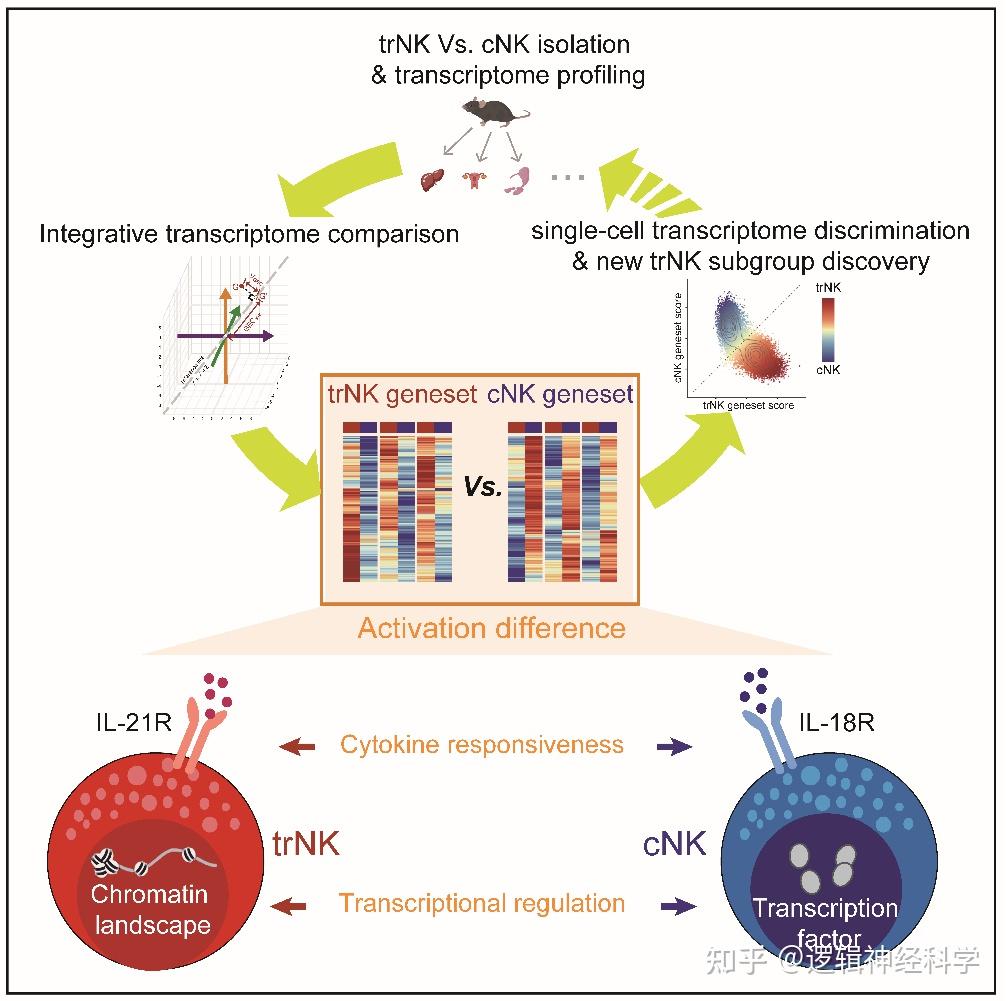 iScience | 北京大学钟超团队揭示组织驻留NK细胞和经典NK细胞的区分与活化差异 - 知乎