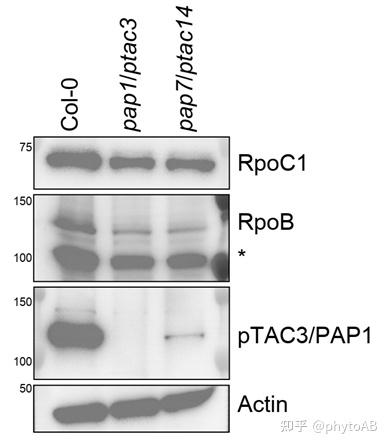 PLANT MOL BIOL | pTAC3和pTAC14是质体编码的RNA聚合酶（PEP）结合到DNA所必需的 - 知乎