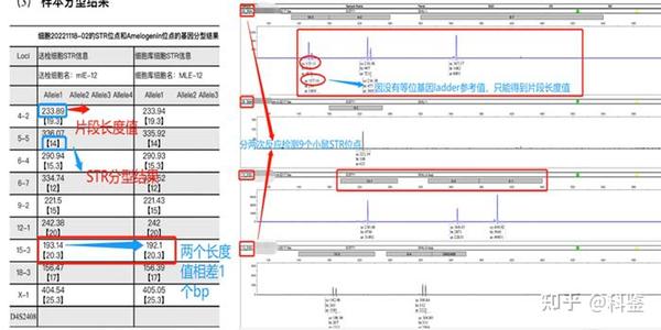 小鼠细胞STR鉴定的检测问题及误区 - 知乎