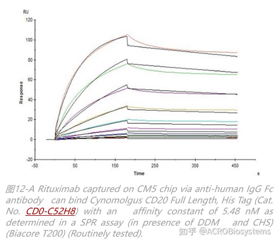 ACRO百普赛斯坚持用SPR/BLI双平台质控蛋白结合活性的原因 - 知乎