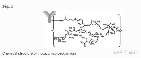 ADC抗体偶练药物MSD分析平台：Cell Based Binding，药物代谢，免疫原性 - 知乎