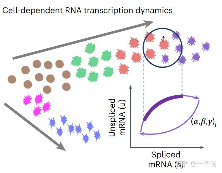 CellDancer：揭示单细胞转录动态异质性的接力速度模型 - 知乎