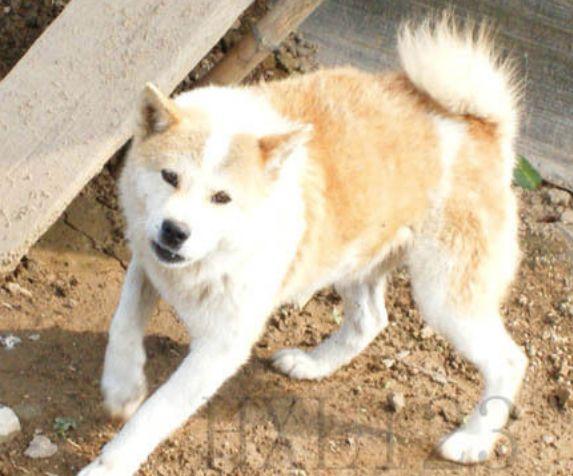 这39种中国“土狗”，其实都是超酷的品种犬！ - 知乎