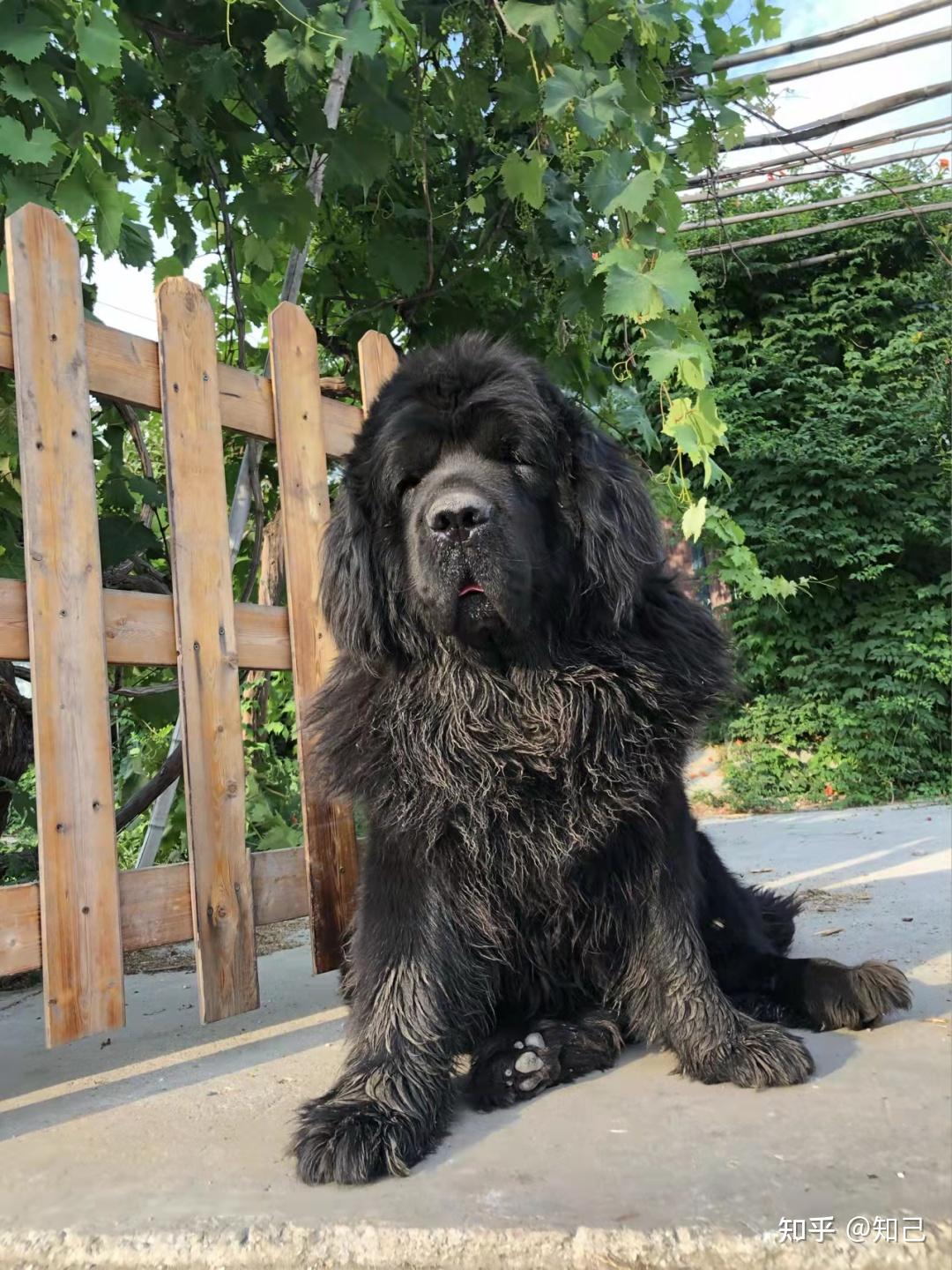 世界名犬-纽芬兰犬 - 知乎