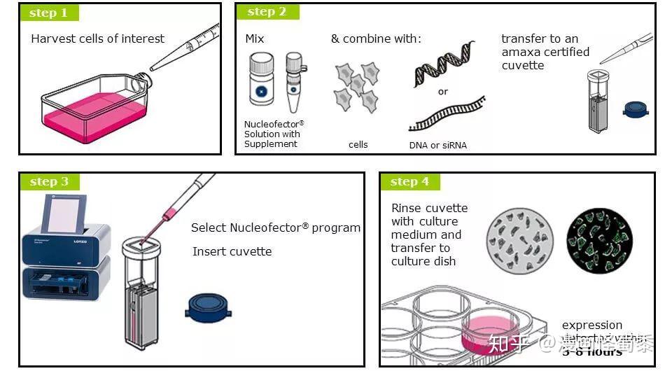 LONZA Nucleofector细胞核转染系统 - 知乎