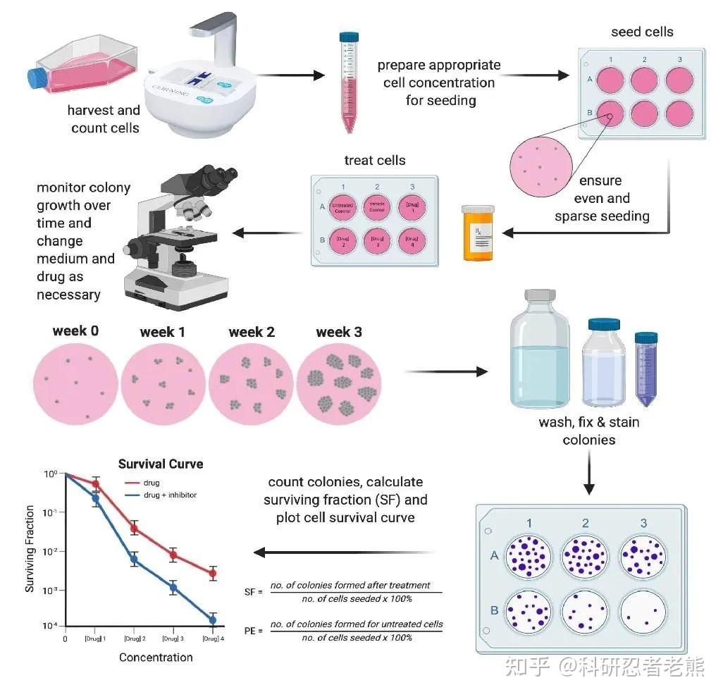 细胞表型之Colony-formation assay 克隆形成实验指南 - 知乎