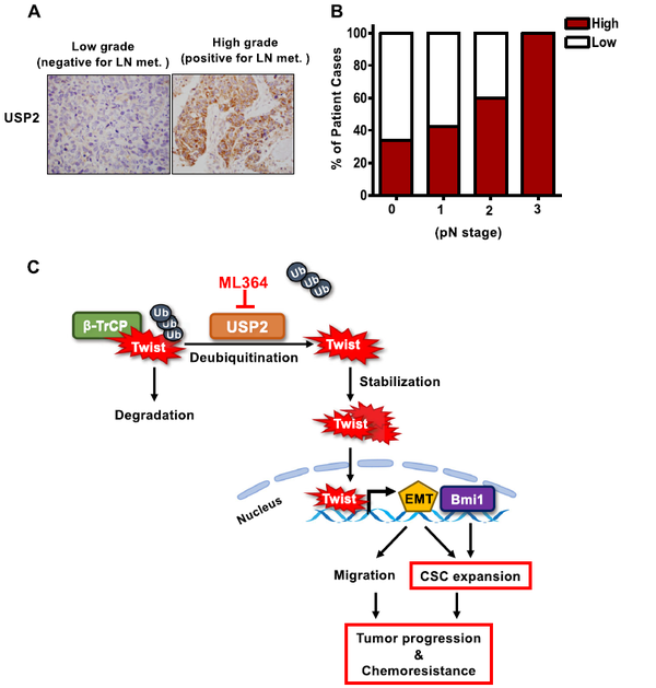 抑制USP2可消除癌症干细胞并增强TNBC对化疗的反应 - 知乎