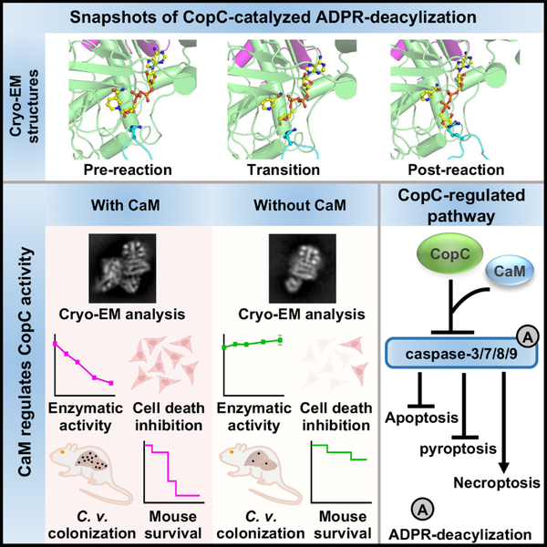 Mol Cell︱李姗/傅暘课题组合作揭示病原菌催化新型翻译后修饰ADP-核糖脱氨环化的分子机制 - 知乎