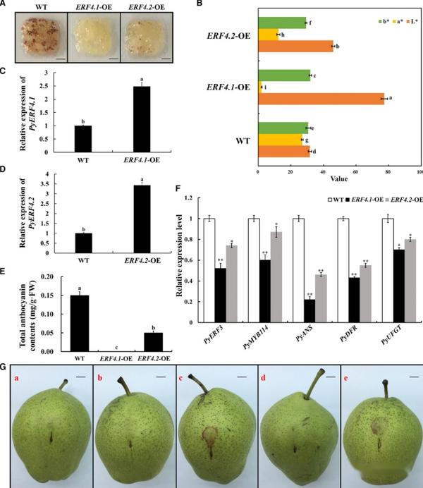 【Plant Physiol】乙烯响应因子4.1/4.2与EAR基序互作抑制红皮梨花青素合成 - 知乎