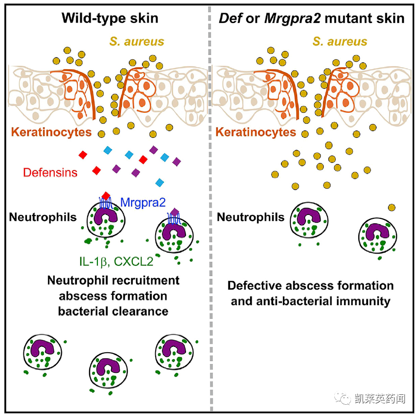 首创口服MRGPRX2拮抗剂：Escient 的EP262获FDA的IND许可，开展首次人体试验 - 知乎