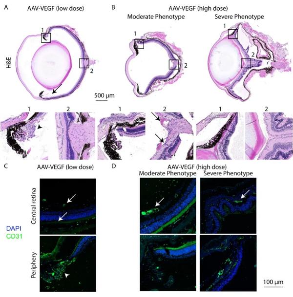 枢密眼科疾病模型平台-助力眼科疾病研究 - 知乎