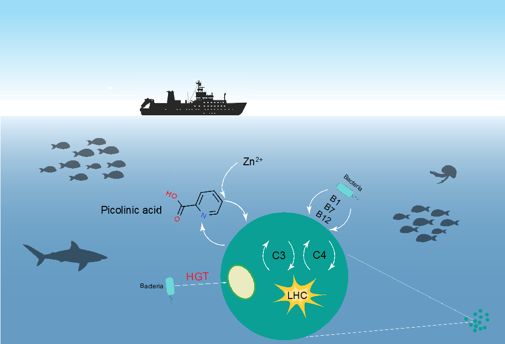 华大科学家联合国际多个团队首次发现绿色植物第三门——“华藻门” - 知乎