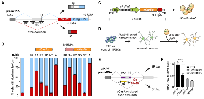 CRISPR/Cas9基因编辑工具载体设计与构建 - 知乎