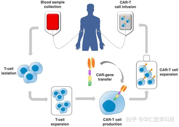 CAR-T细胞的体内命运 - 知乎