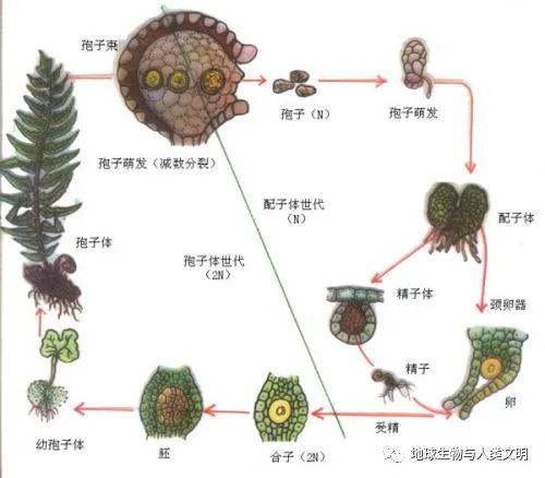 【真菌界全系列-62】真菌界—芽枝霉门 - 知乎