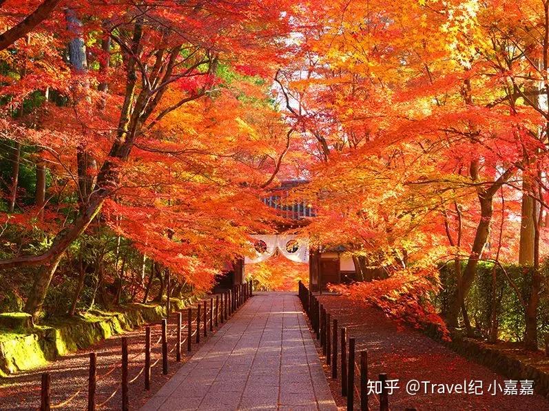 12个京都最美红叶赏枫拍摄地，全都给你找出来啦！ - 知乎