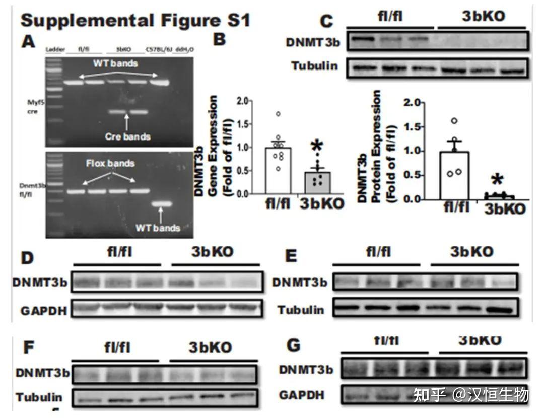 【脂肪组织干货篇】AAV脂肪组织特异性表达调控 - 知乎