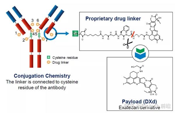 FDA加速批准丨DS-8201新适应症剑指HER2+实体瘤 - 知乎