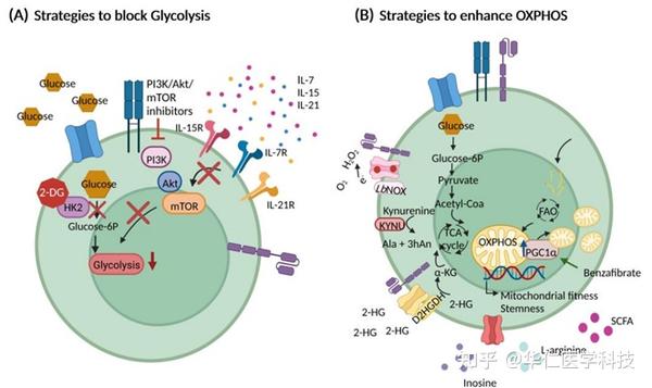 CAR-T细胞的体内命运 - 知乎