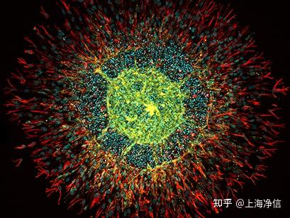 ibidi 3D细胞培养模型 – 概述 - 知乎