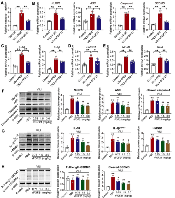 Critical Care丨FGF21通过抑制 NLRP3/caspase-1/GSDMD 焦亡途径减轻呼吸机引起的肺损伤 - 知乎