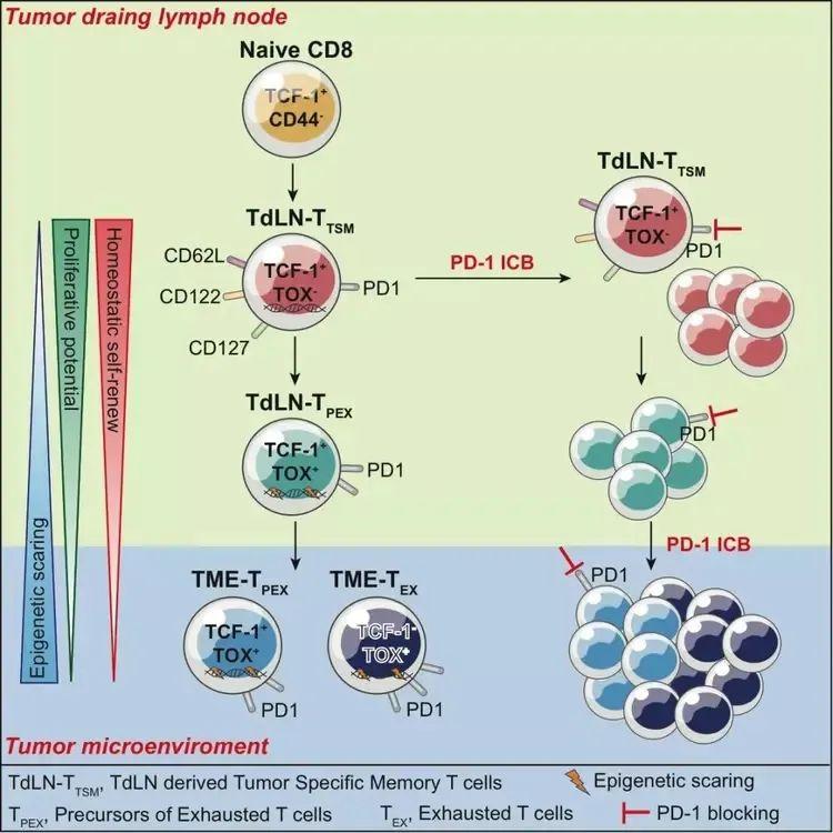 陆军军医大学团队发现新型肿瘤记忆性T细胞，将促进深入理解PD-1免疫疗法的作用机制 - 知乎