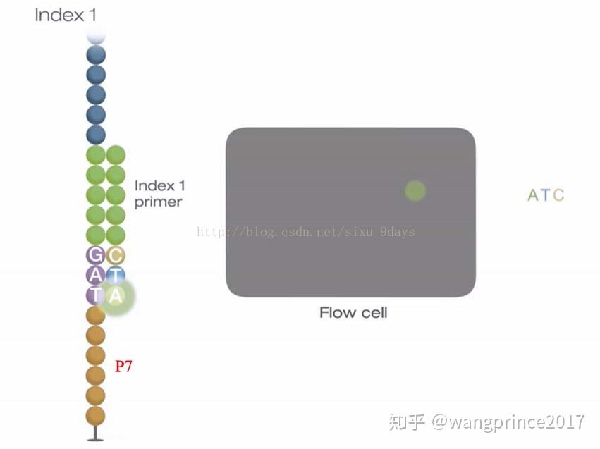 illumina 双端测序（pair end） - 知乎