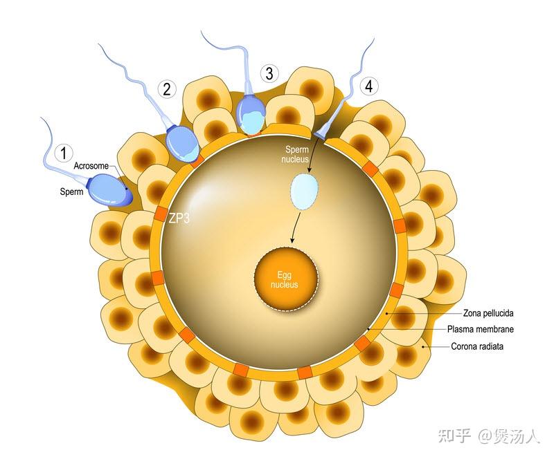 组织胚胎学总结：顶体反应与透明带反应 - 知乎