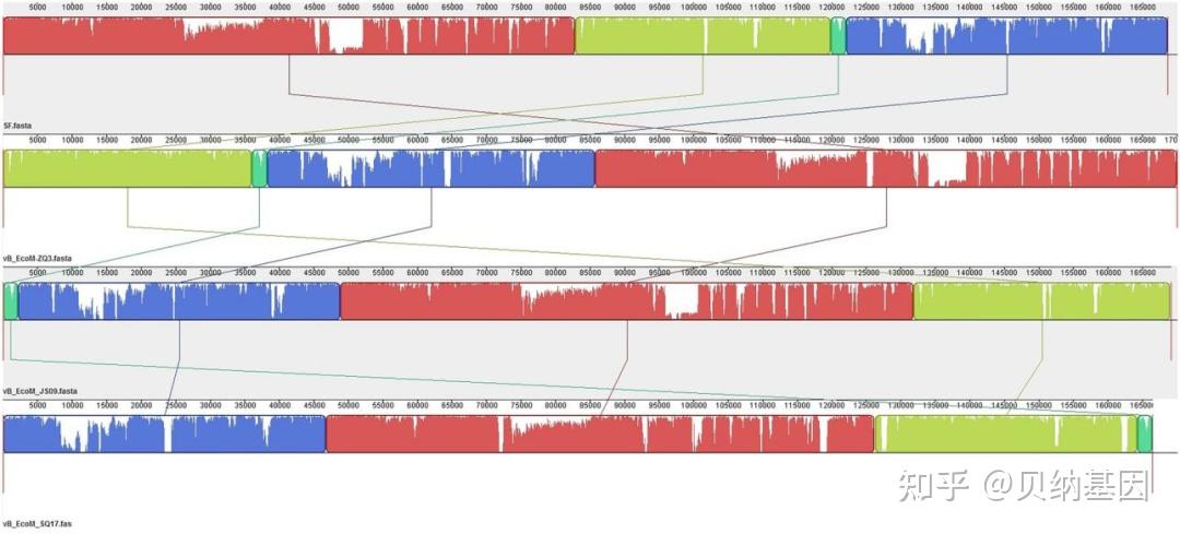 项目文章|病毒全基因组测序助力解析噬菌体SQ17抗大肠杆菌机制 - 知乎