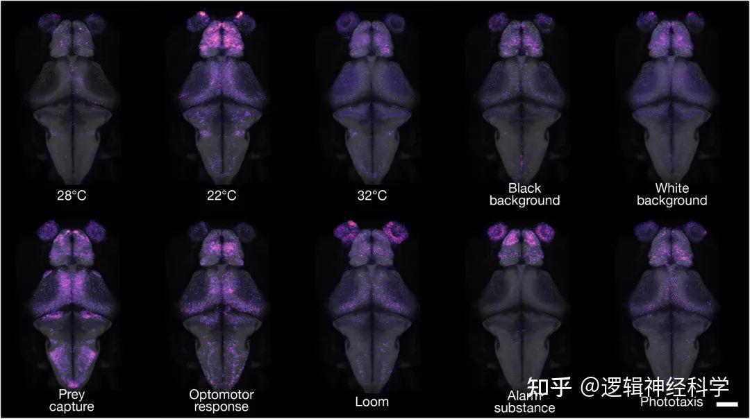 Sci Adv︱德国马普所团队应用多重荧光原位RNA杂交链式反应技术揭示斑马鱼幼体大脑基因表达图谱 - 知乎